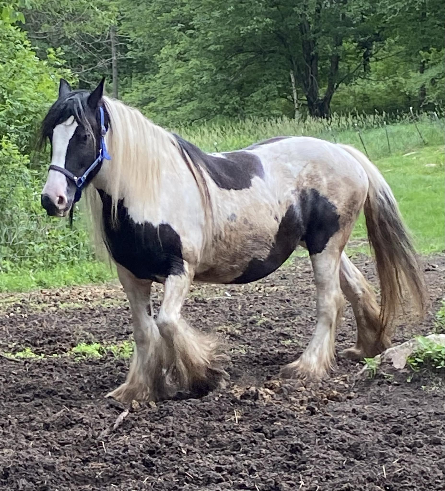Northern Lights Gypsy Horse Sales